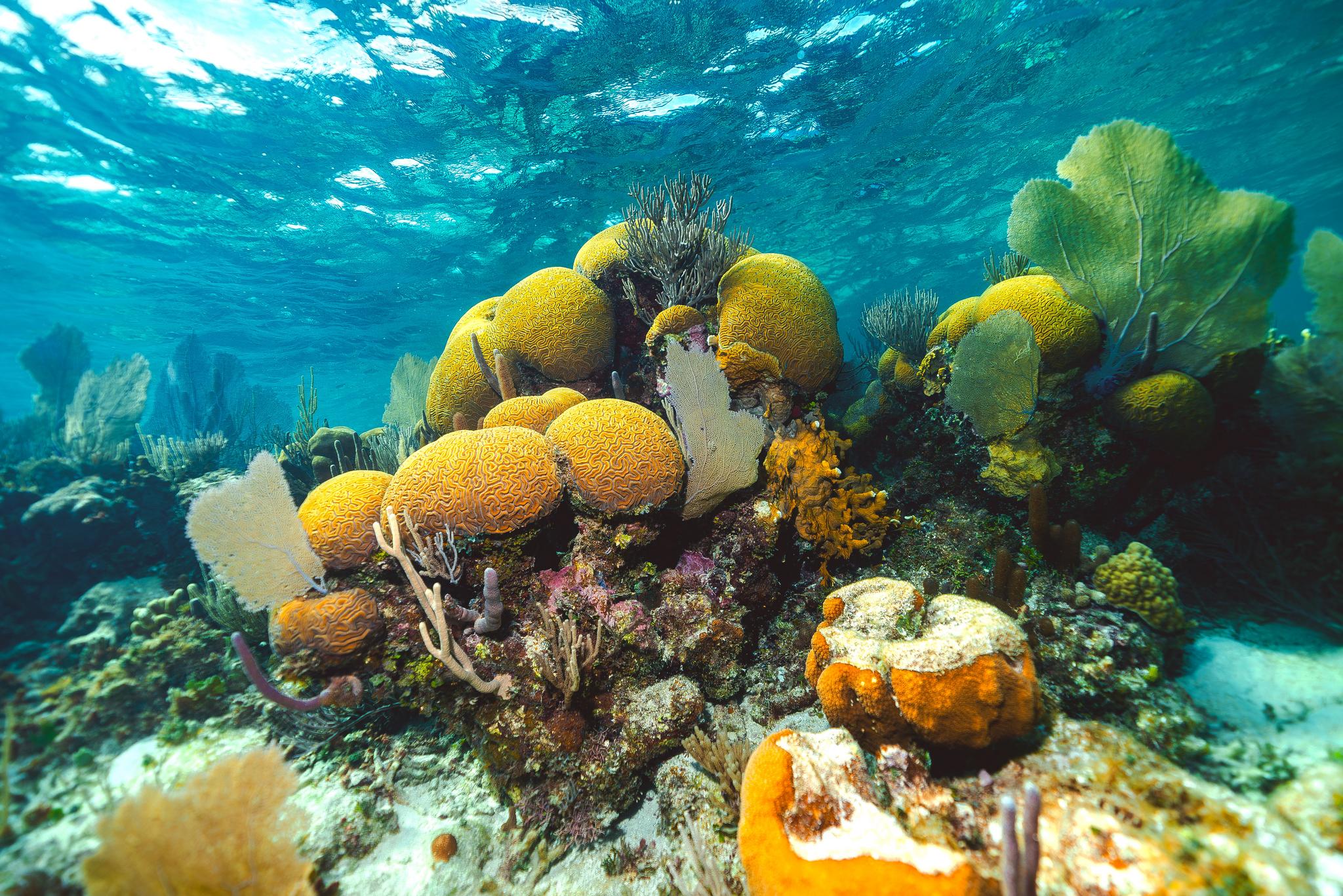 Snorkeling - The Coppola Hideaways